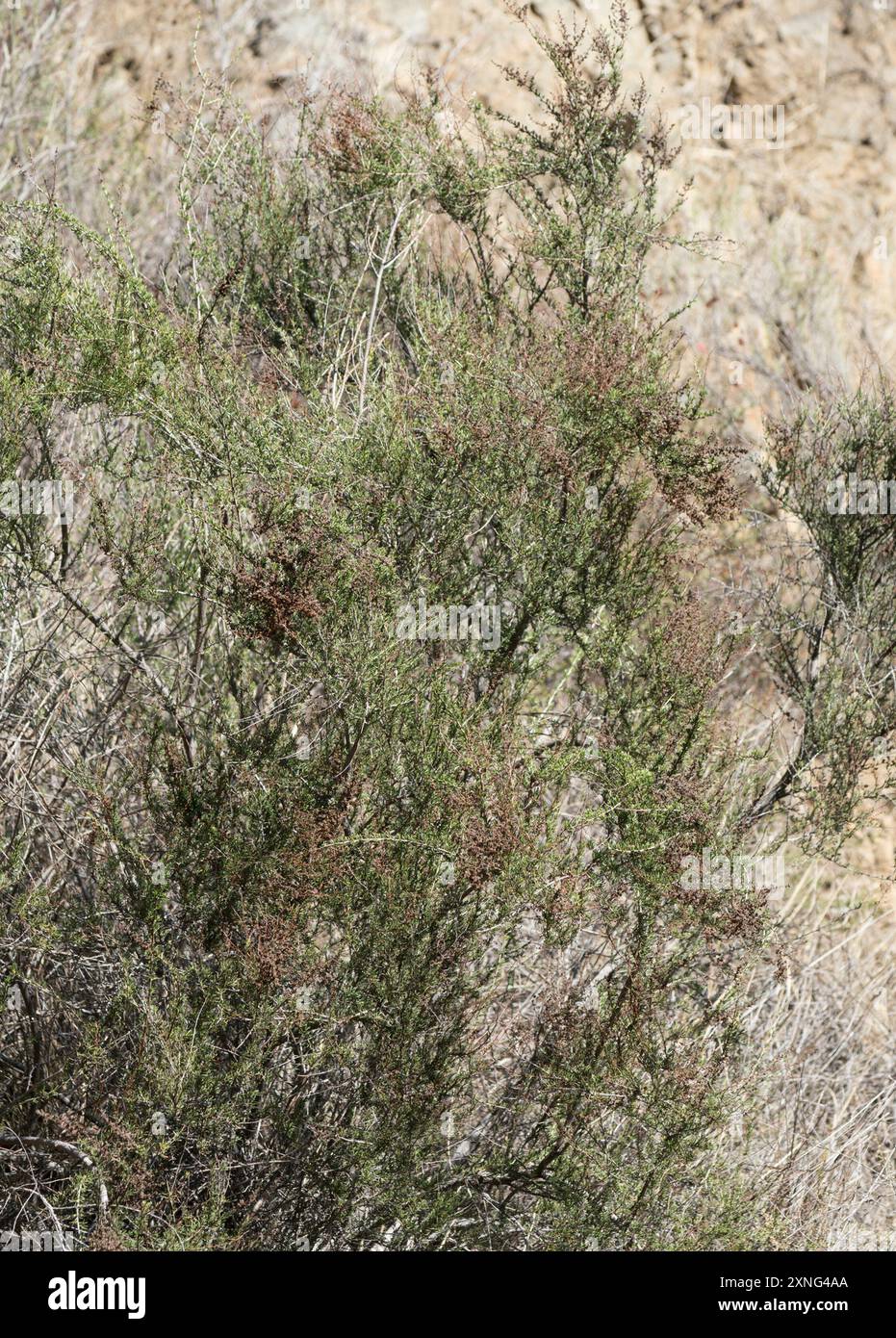 chamise (Adenostoma fasciculatum) Plantae Stock Photo - Alamy