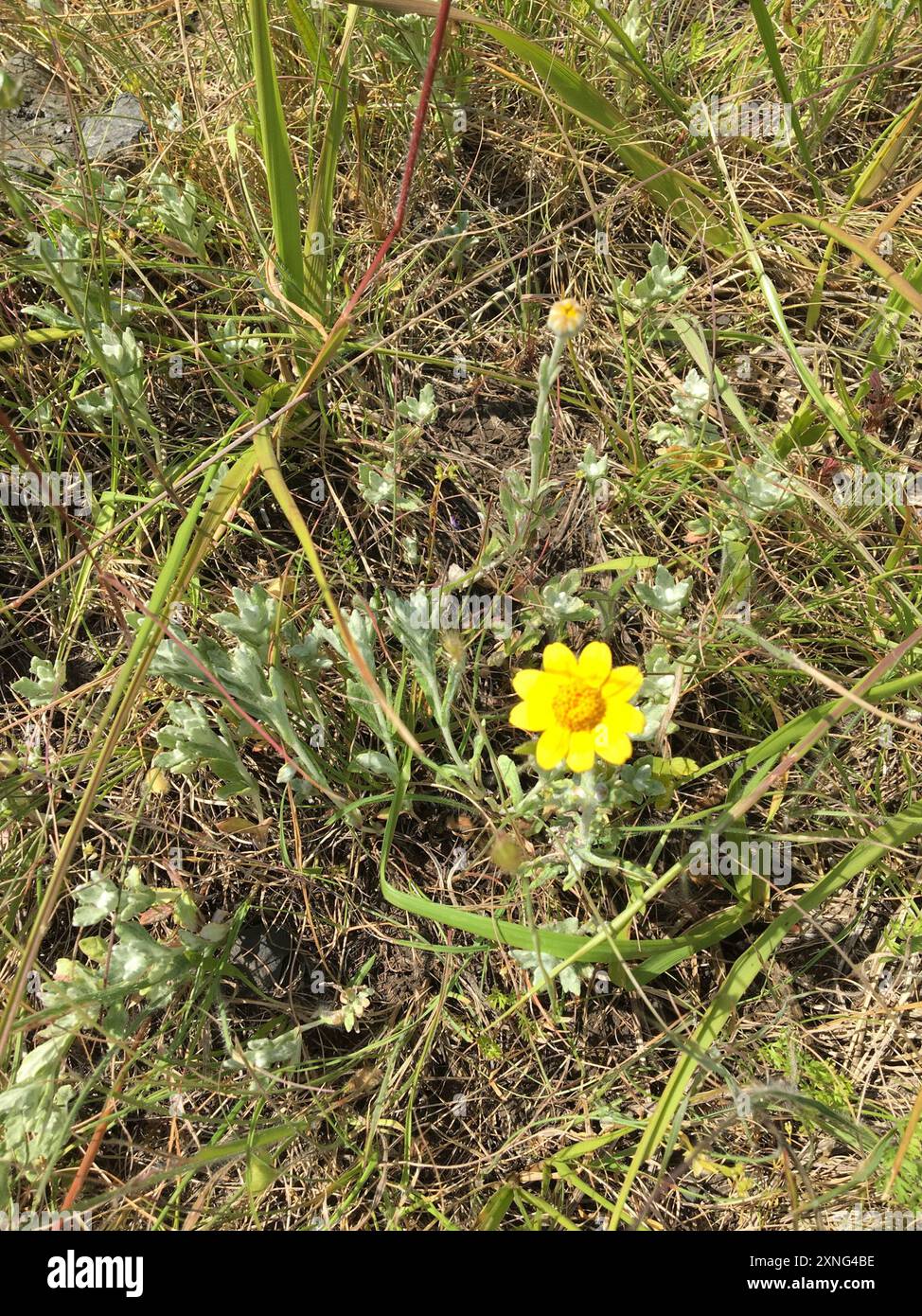 common woolly sunflower (Eriophyllum lanatum) Plantae Stock Photo - Alamy