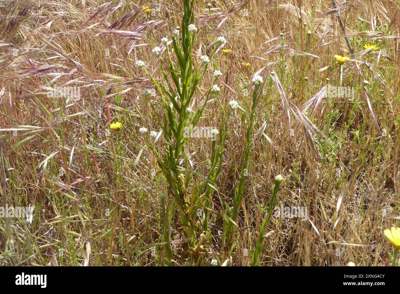 California cudweed (Pseudognaphalium californicum) Plantae Stock Photo ...