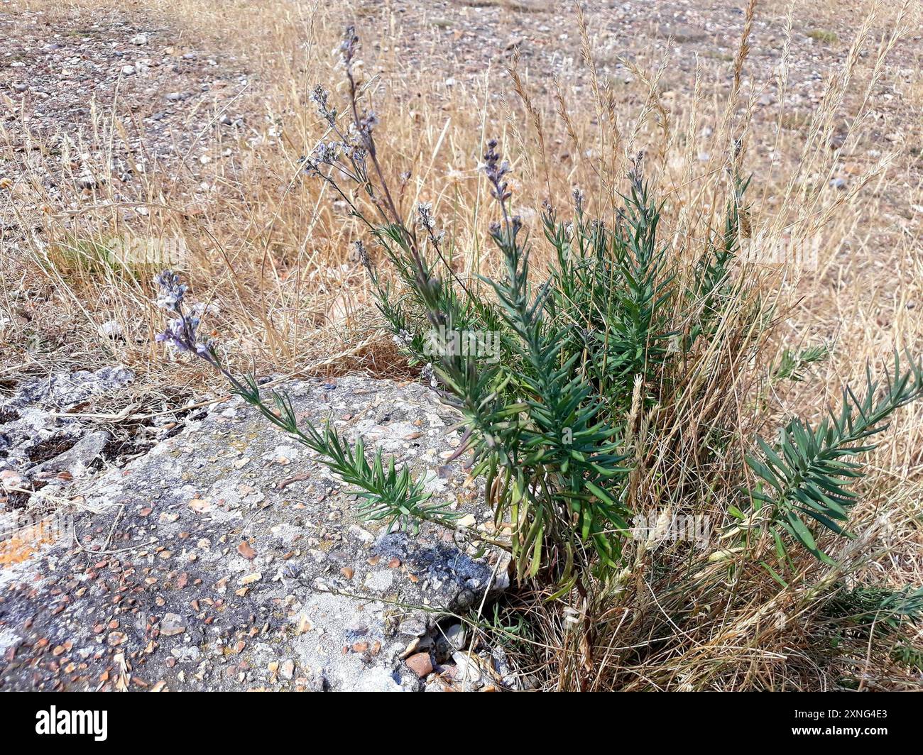 Pale Toadflax (Linaria repens) Plantae Stock Photo - Alamy