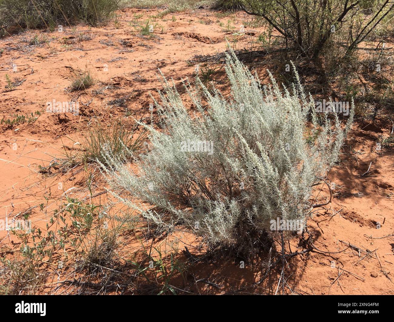 sand sagebrush (Artemisia filifolia) Plantae Stock Photo - Alamy