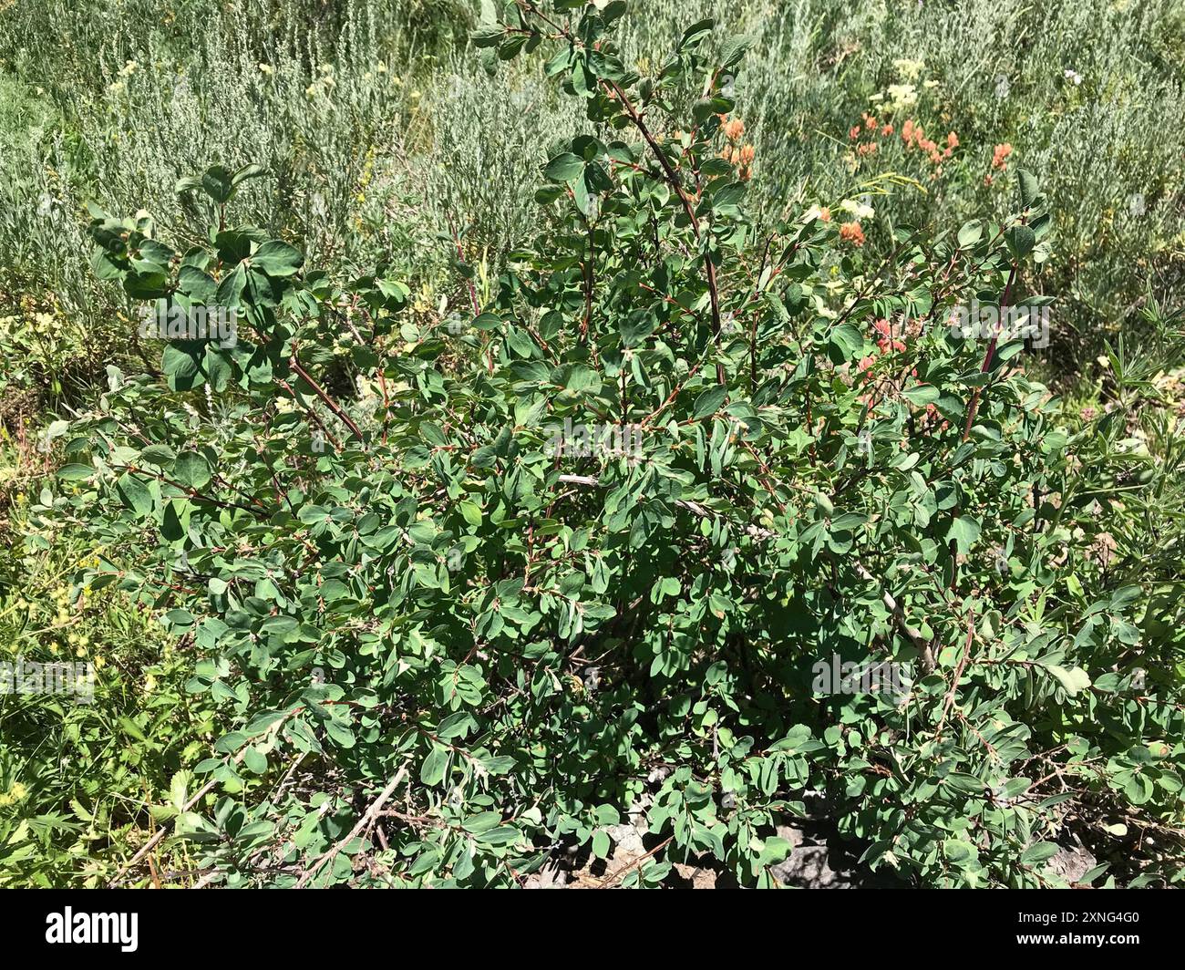 Roundleaf Snowberry (Symphoricarpos rotundifolius) Plantae Stock Photo ...