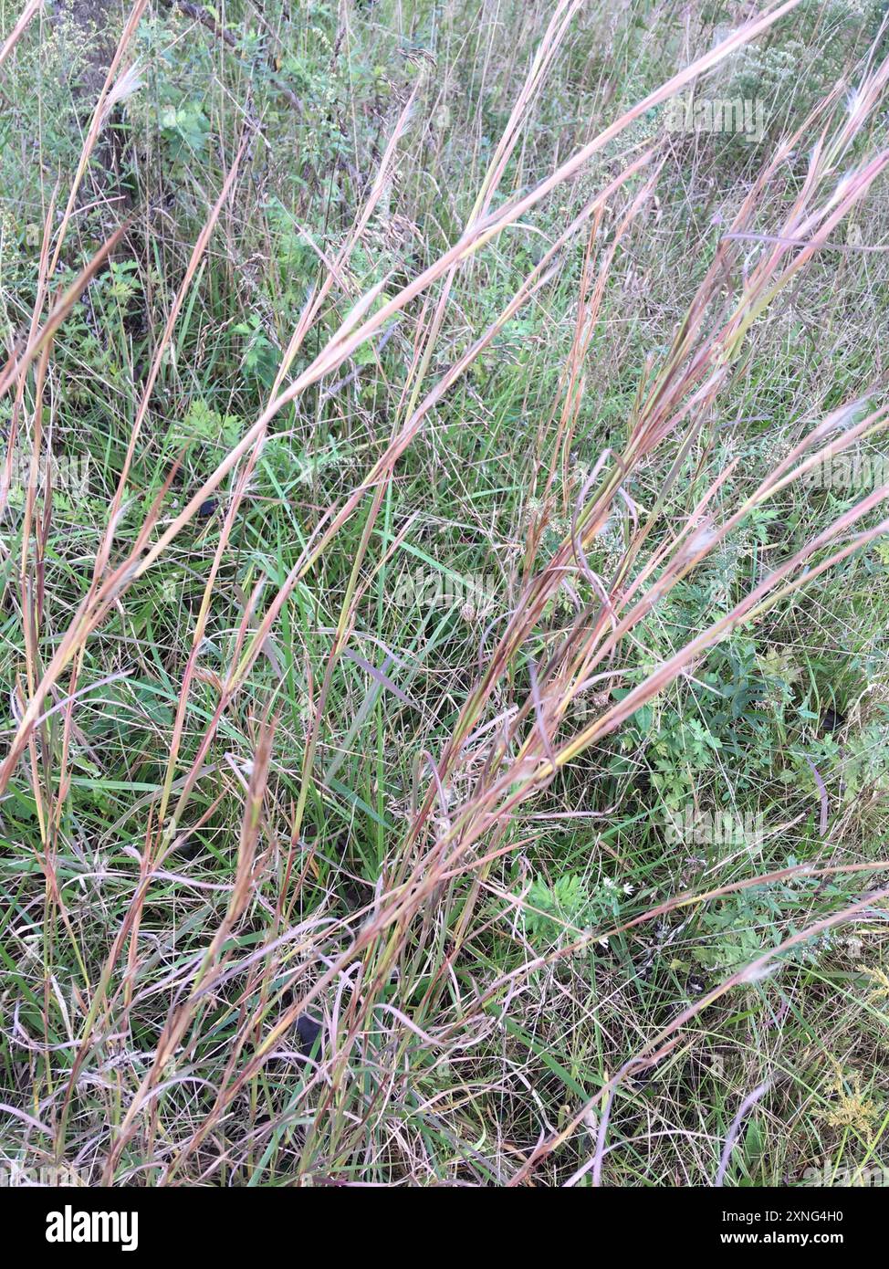 Andropogon virginicus hi-res stock photography and images - Alamy