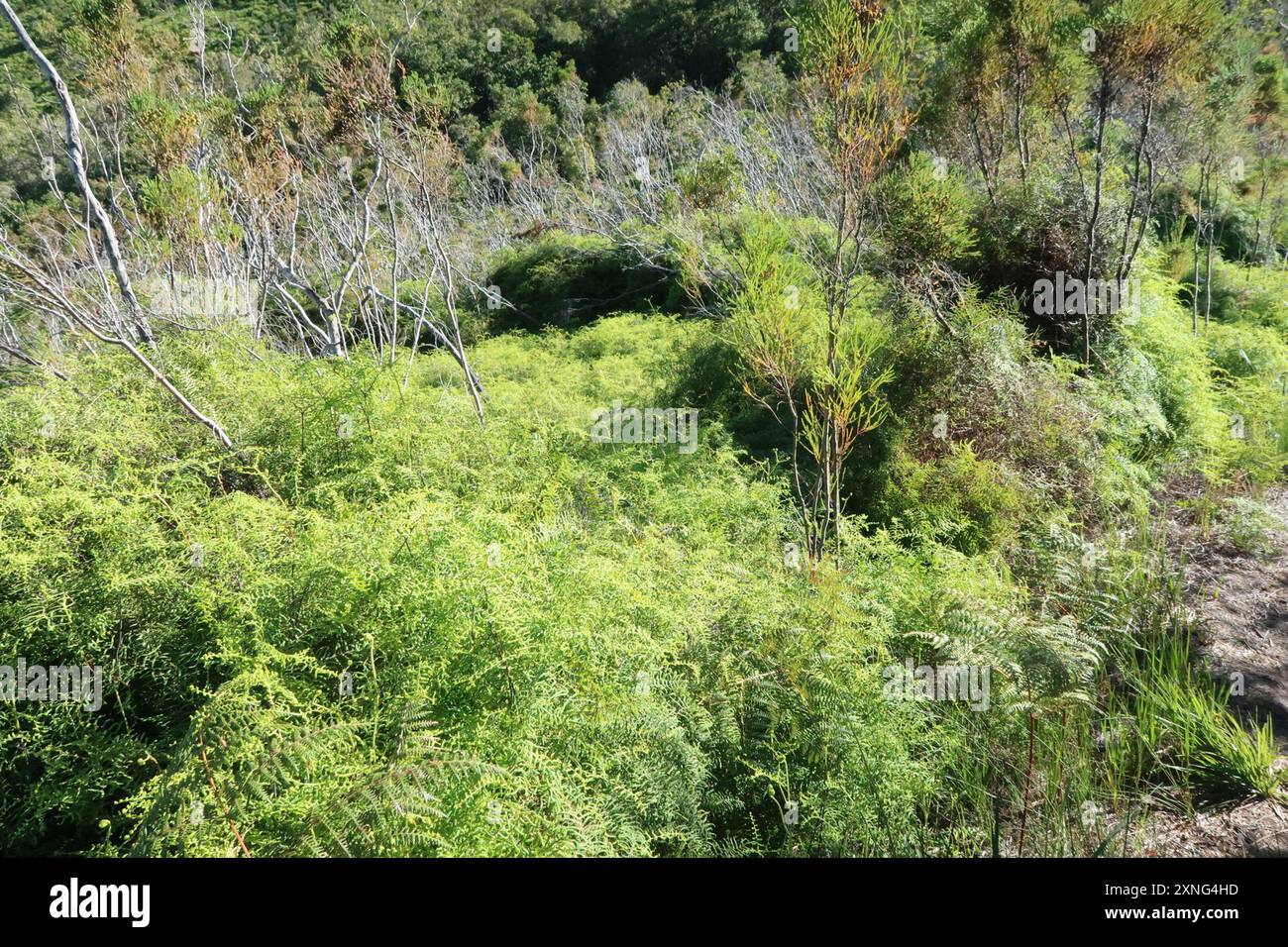 Coral Fern (Gleichenia polypodioides) Plantae Stock Photo - Alamy