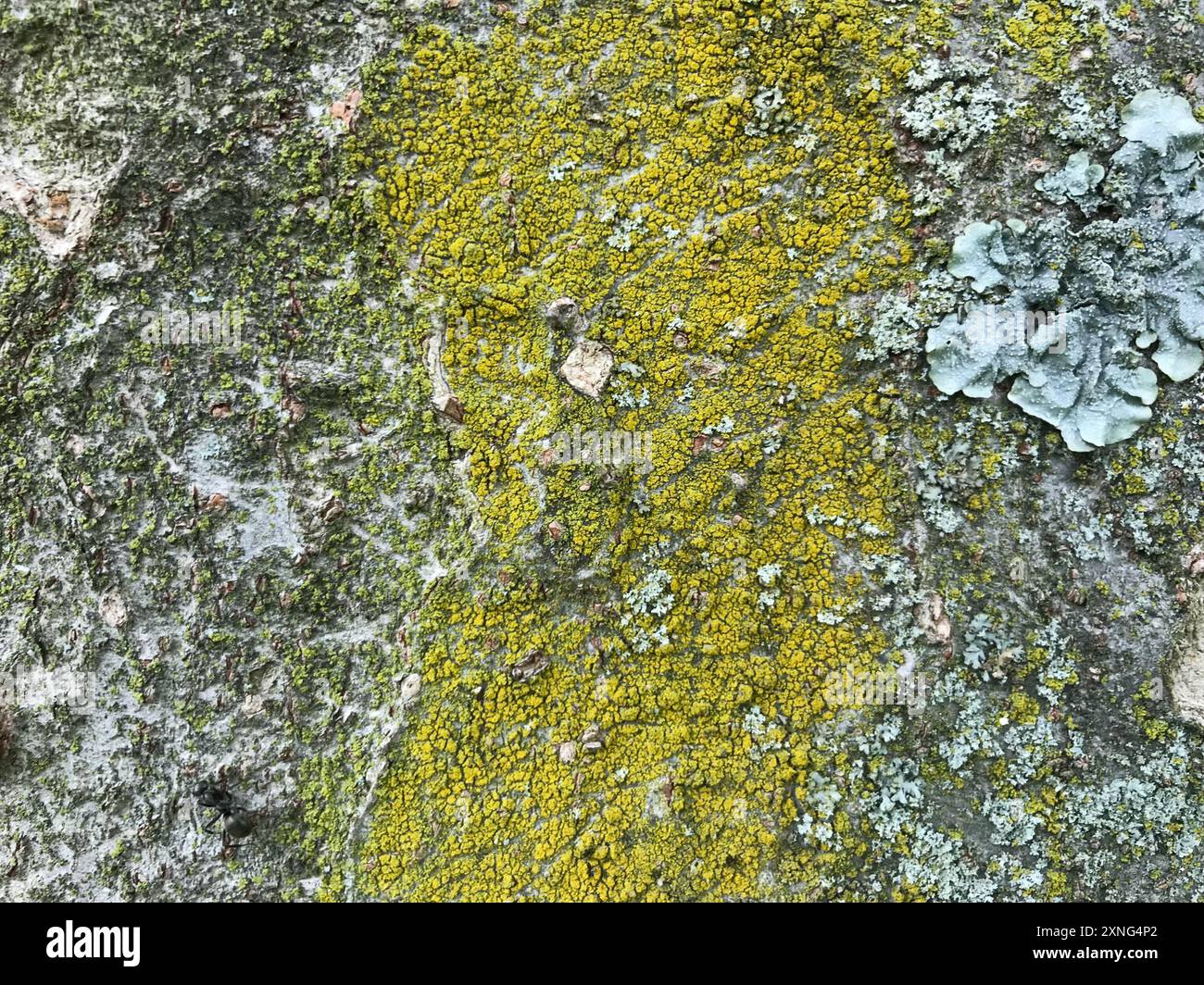 Candleflame Lichen (Candelaria concolor) Fungi Stock Photo - Alamy