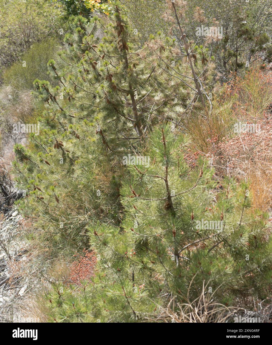 Coulter pine (Pinus coulteri) Plantae Stock Photo - Alamy