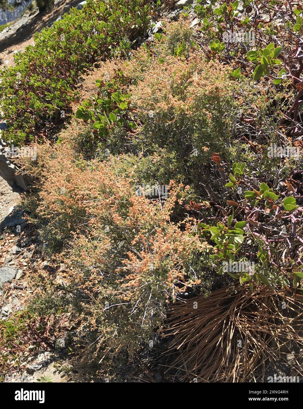 Small-leaf Cream Bush (Holodiscus discolor microphyllus) Plantae Stock ...