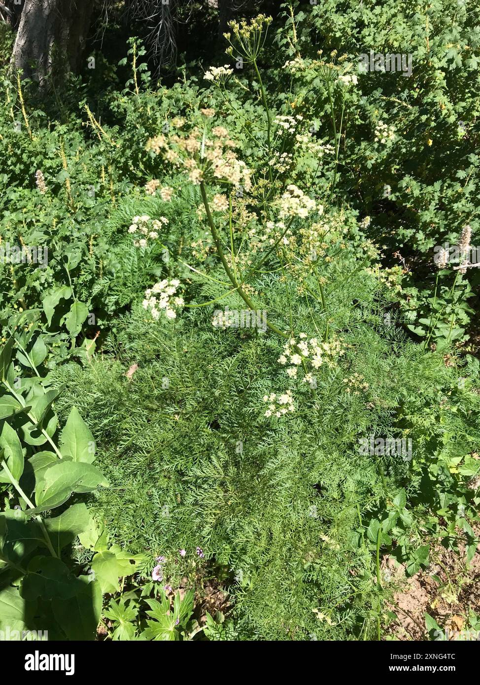 Fernleaf Licorice-root (Ligusticum filicinum) Plantae Stock Photo - Alamy