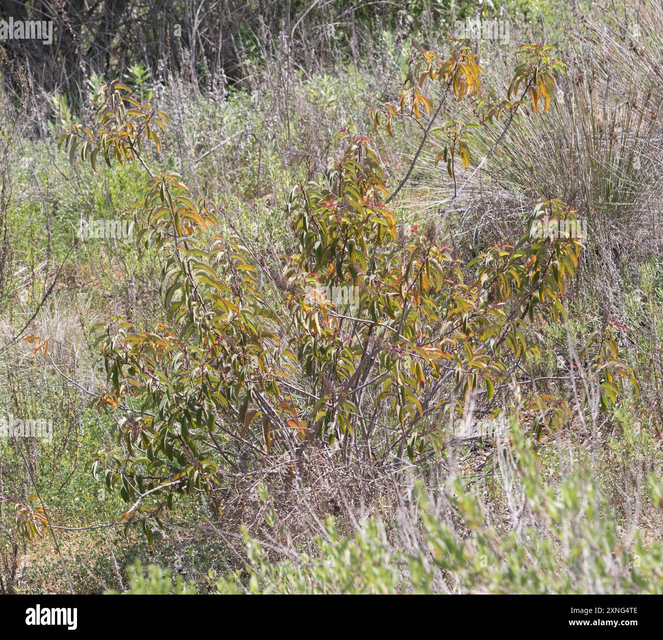 laurel sumac (Malosma laurina) Plantae Stock Photo - Alamy