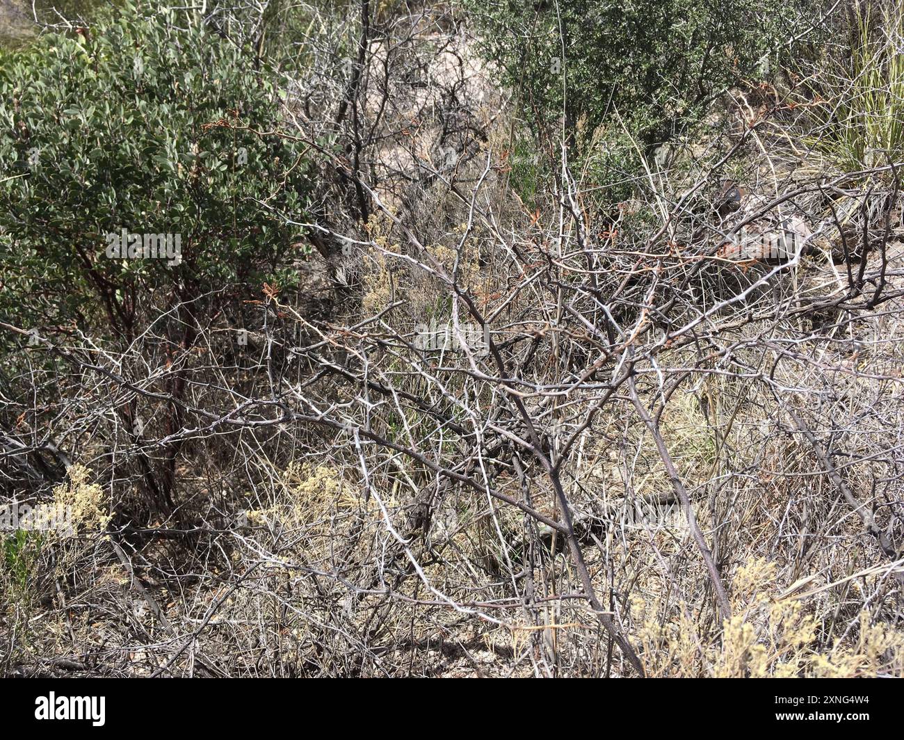 cat claw mimosa (Mimosa aculeaticarpa biuncifera) Plantae Stock Photo ...