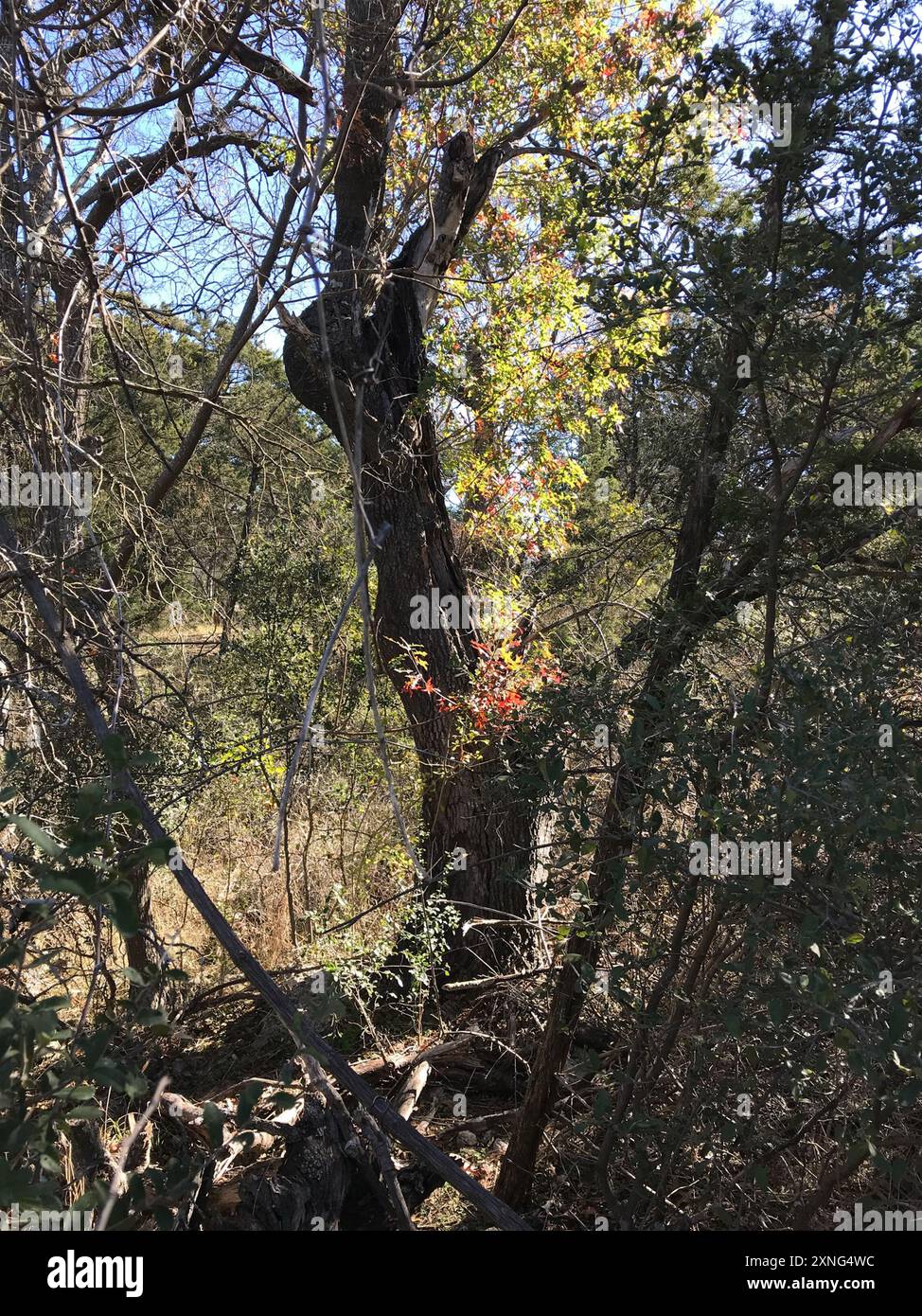Buckley's oak (Quercus buckleyi) Plantae Stock Photo - Alamy