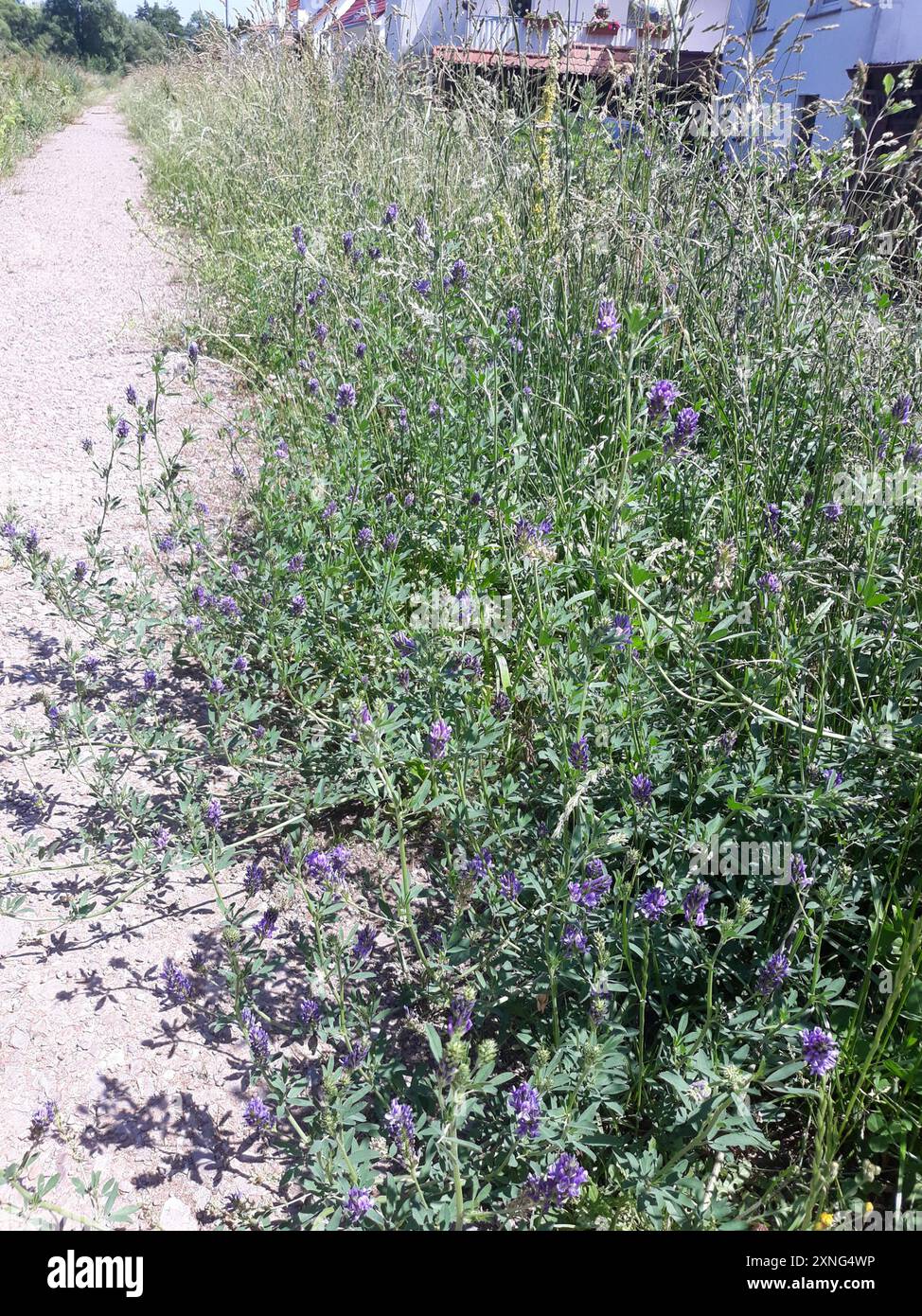 Alfalfa (Medicago sativa) Plantae Stock Photo - Alamy