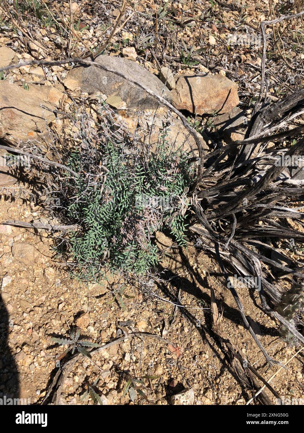 Spiny cliff brake hi-res stock photography and images - Alamy