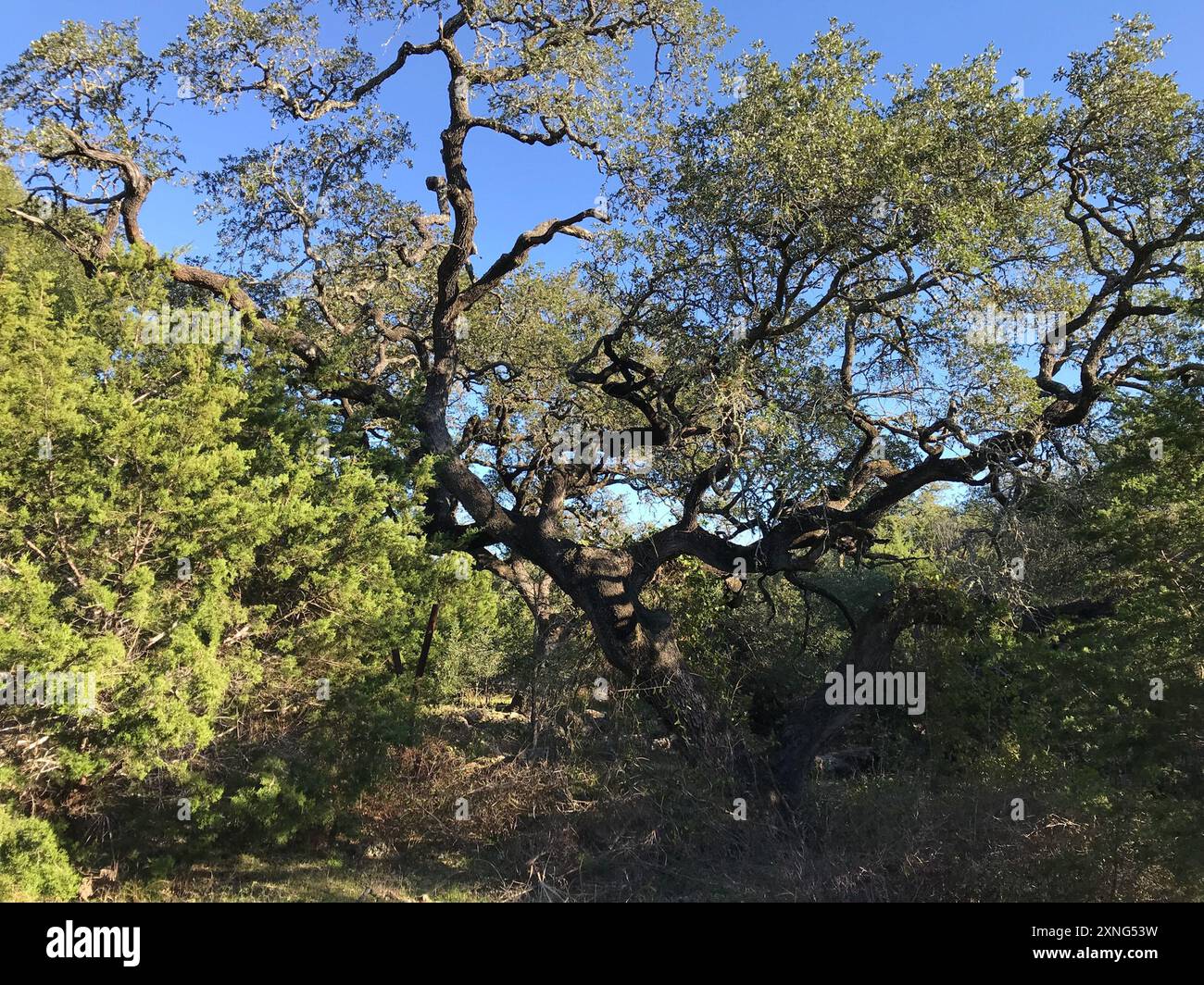 Texas live oak (Quercus fusiformis) Plantae Stock Photo - Alamy