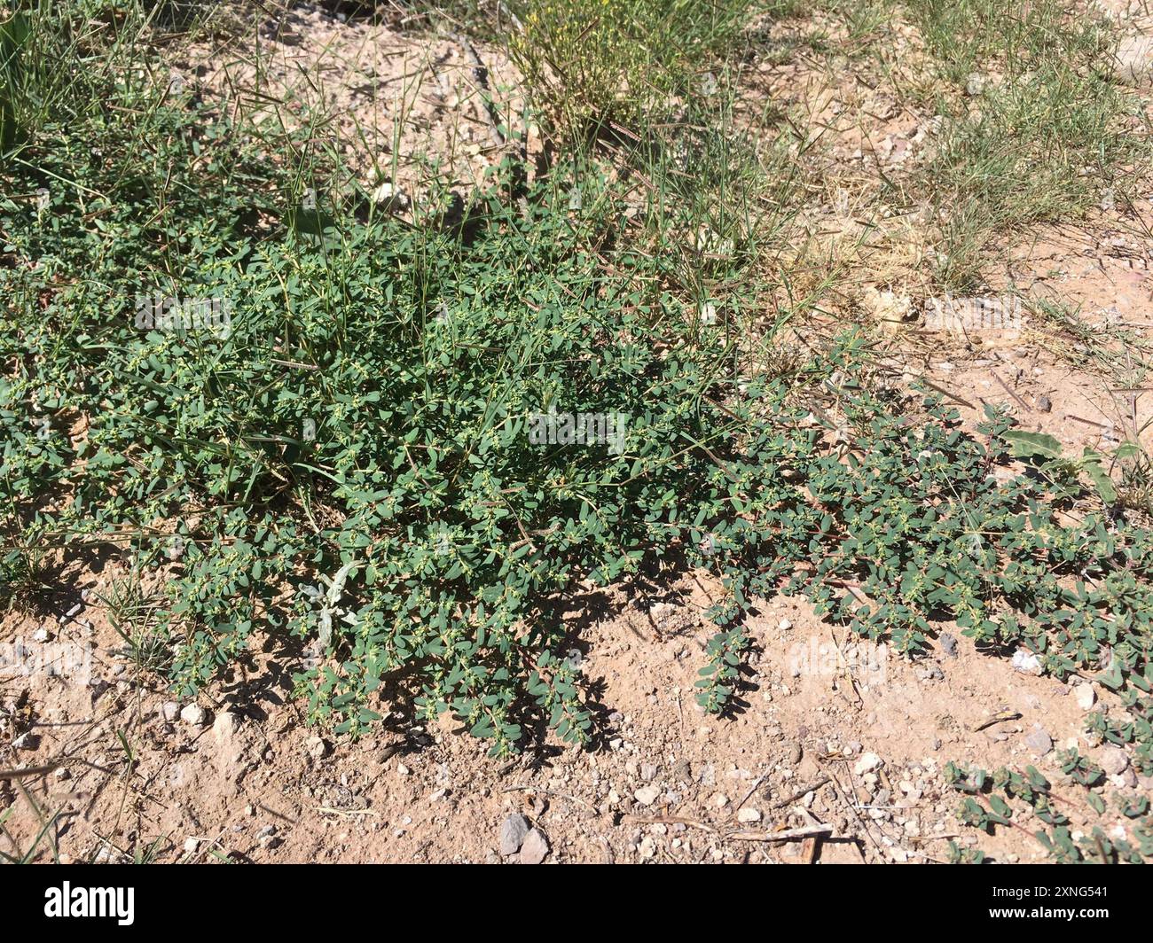 Thymeleaf Sandmat (Euphorbia serpillifolia) Plantae Stock Photo - Alamy