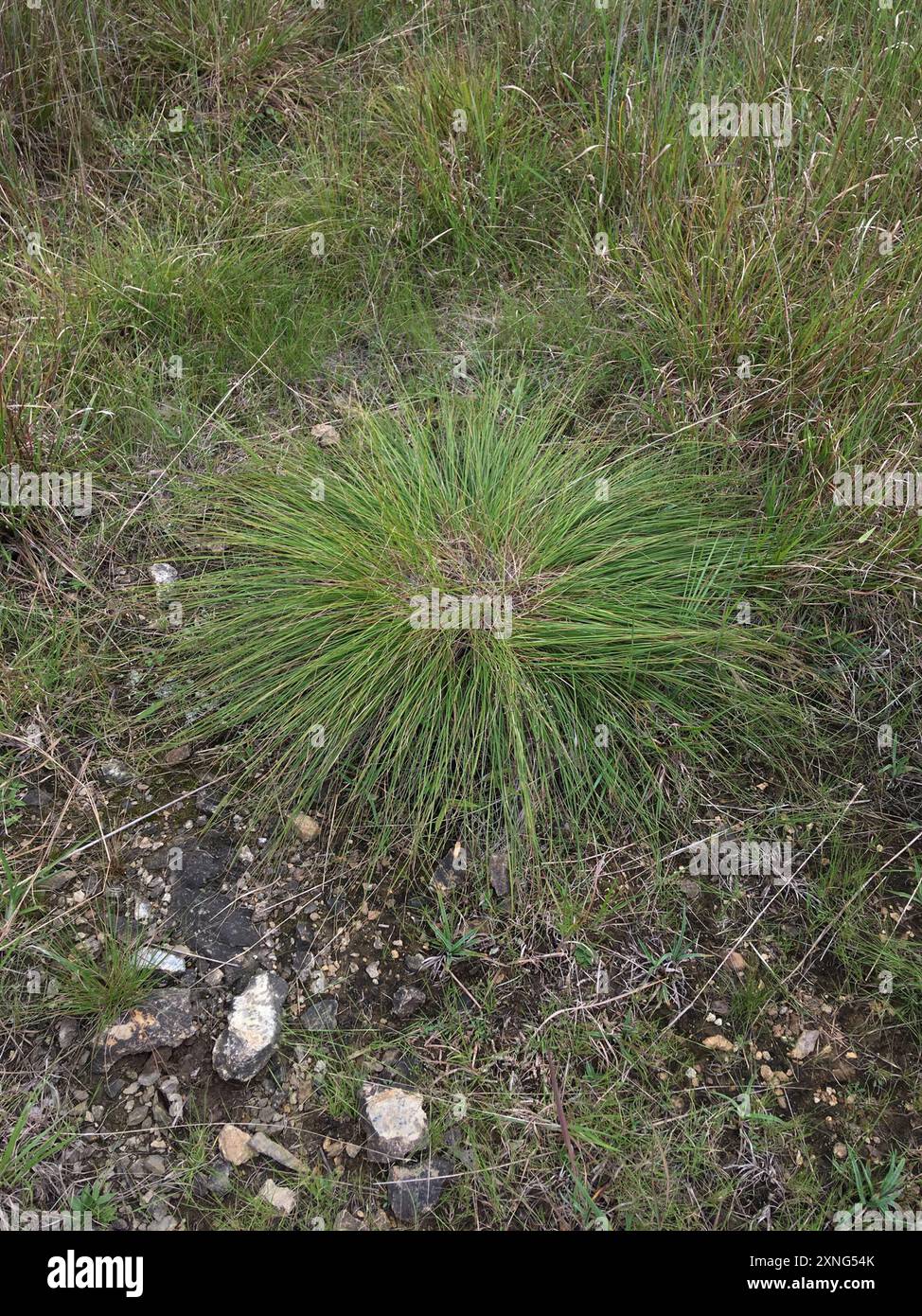 prairie dropseed (Sporobolus heterolepis) Plantae Stock Photo - Alamy