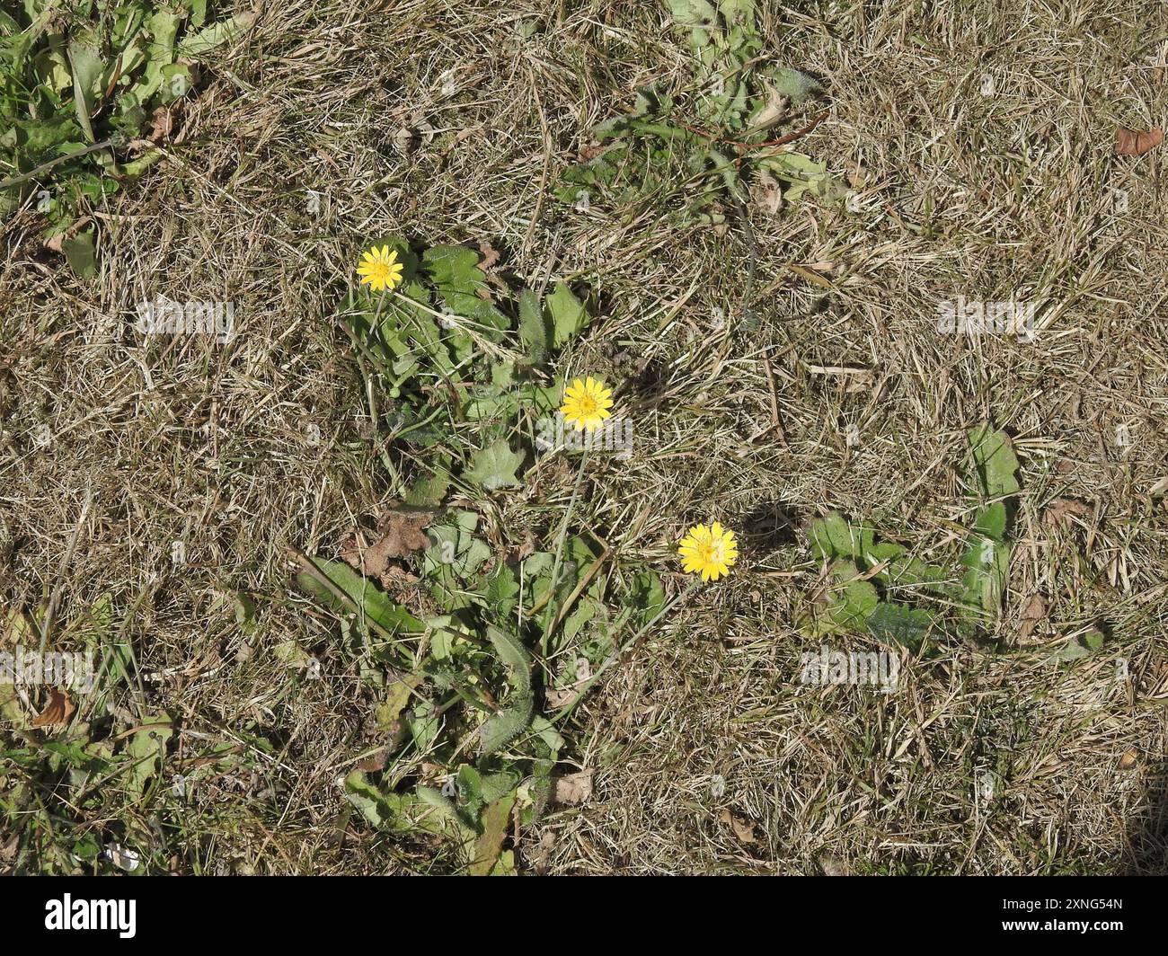 mouse-eared hawkweed (Pilosella officinarum) Plantae Stock Photo - Alamy