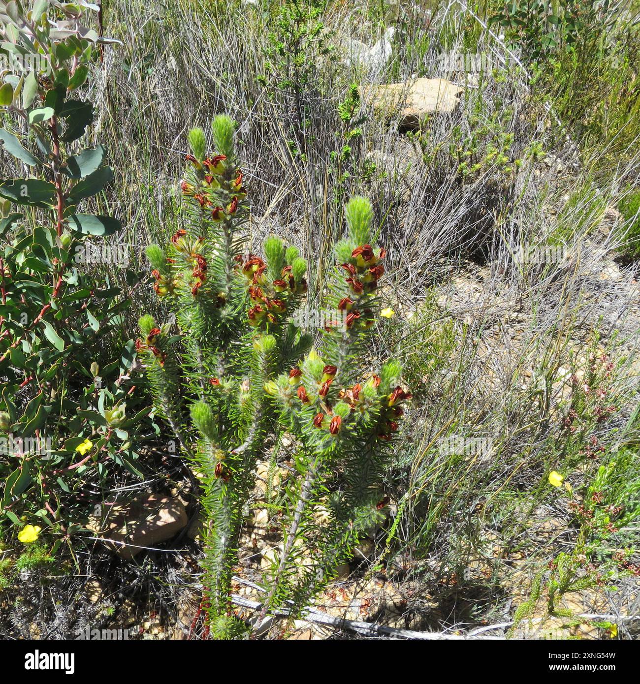 Foxy Honeybush (Cyclopia alopecuroides) Plantae Stock Photo - Alamy