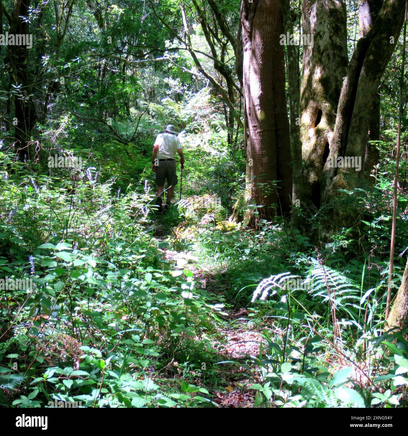 Forest spoonwood (Cassine peragua peragua) Plantae Stock Photo - Alamy
