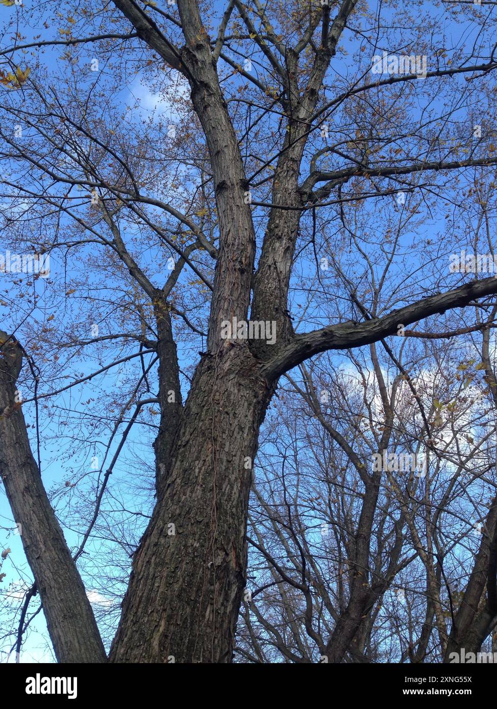 silver maple (Acer saccharinum) Plantae Stock Photo - Alamy