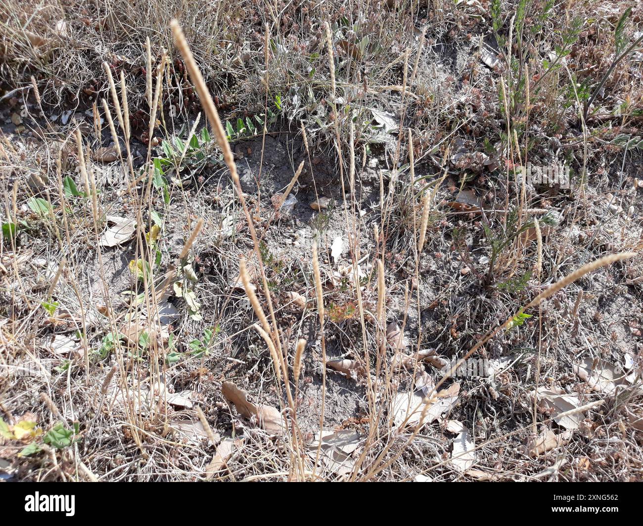 crested dogtail grass (Cynosurus cristatus) Plantae Stock Photo - Alamy