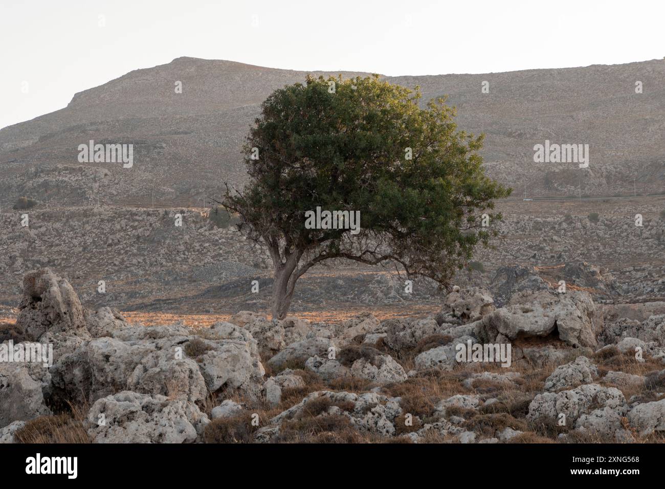 Lone Tree in Lindos on the Greek island of Rhodes Stock Photo - Alamy