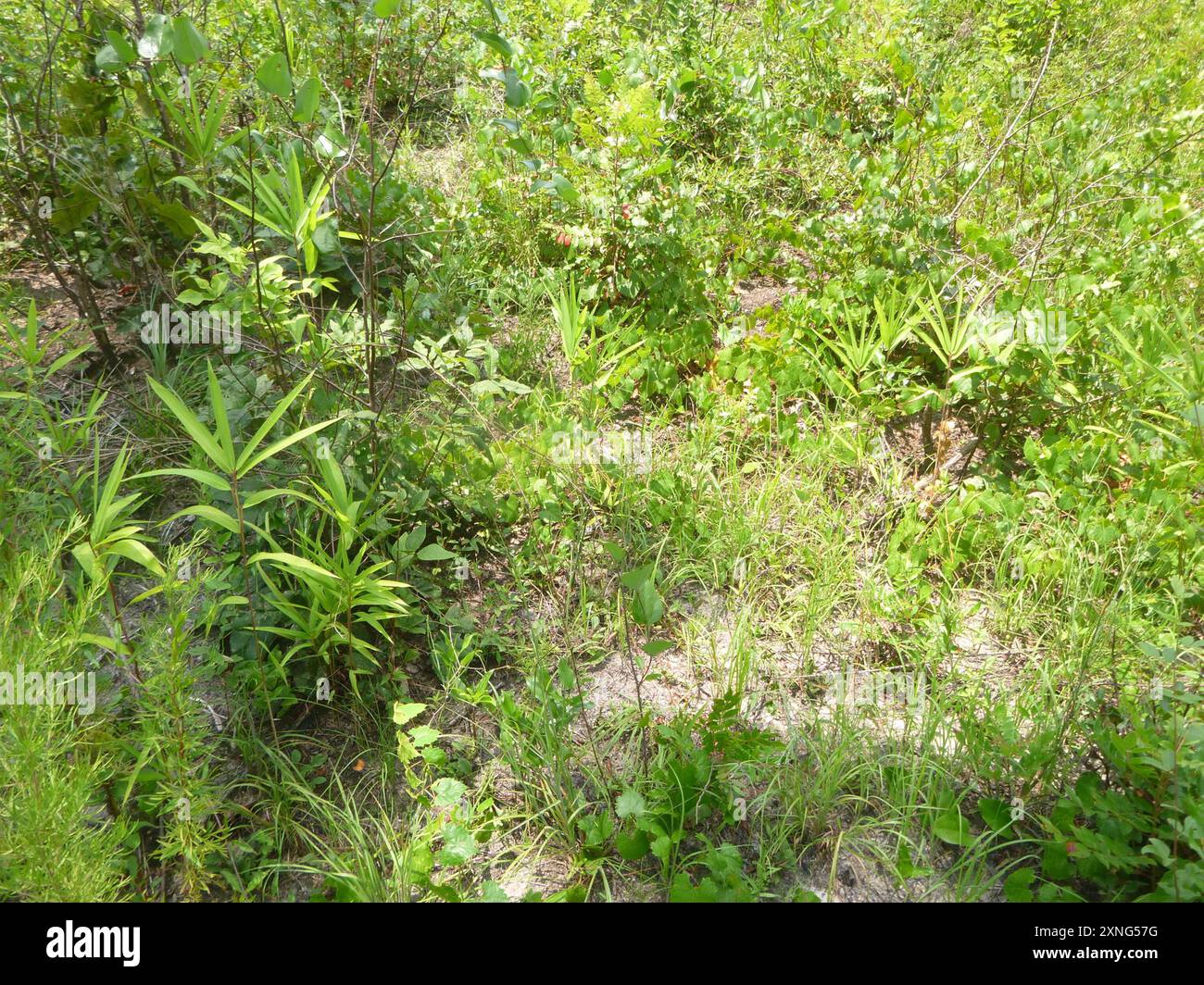 switch cane (Arundinaria tecta) Plantae Stock Photo - Alamy