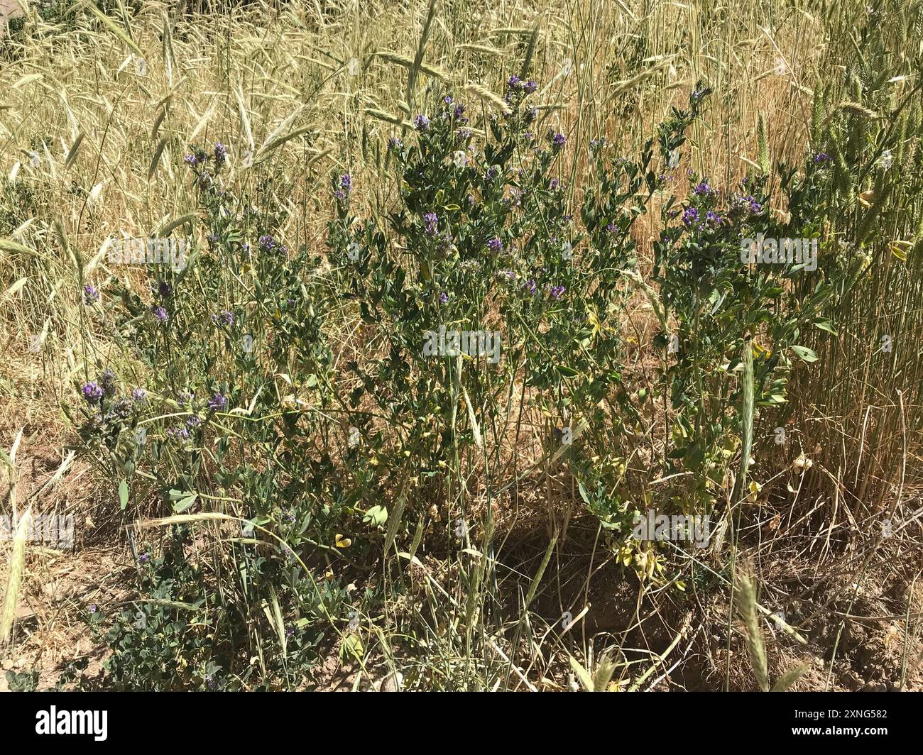 Alfalfa (Medicago sativa) Plantae Stock Photo - Alamy