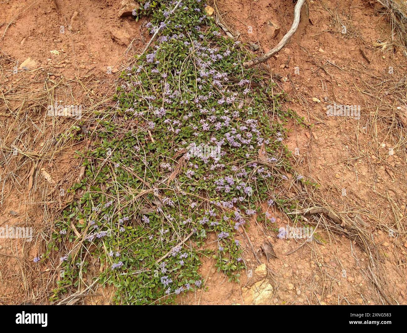 Mahala mat (Ceanothus prostratus) Plantae Stock Photo - Alamy