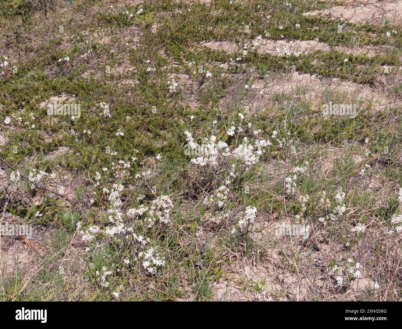 sand cherry (Prunus pumila) Plantae Stock Photo - Alamy