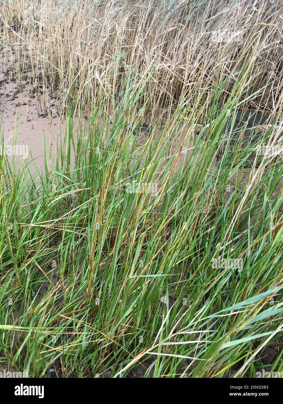 Saltmarsh Cordgrass (Sporobolus alterniflorus) Plantae Stock Photo - Alamy