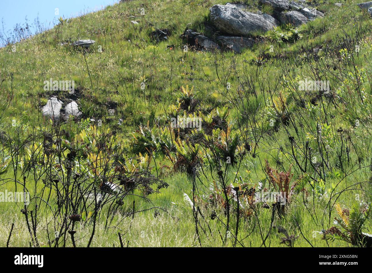 Leathery Hard Fern (Lomariocycas tabularis) Plantae Stock Photo - Alamy