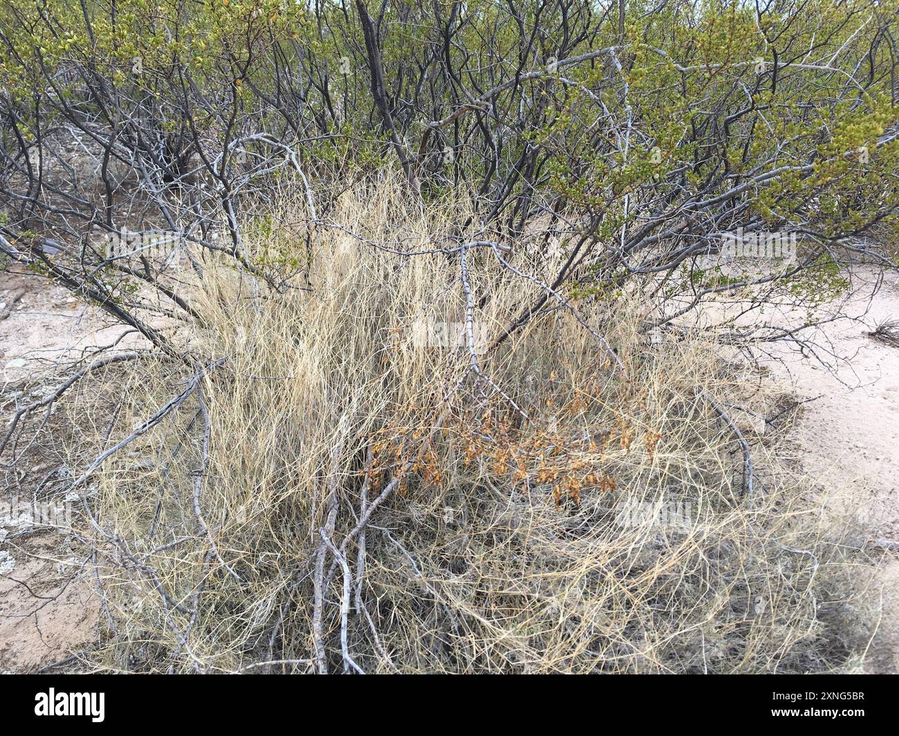 Bush Muhly (Muhlenbergia porteri) Plantae Stock Photo - Alamy