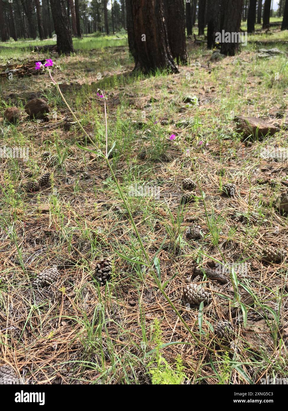 Narrowleaf Four o'Clock (Mirabilis linearis) Plantae Stock Photo - Alamy