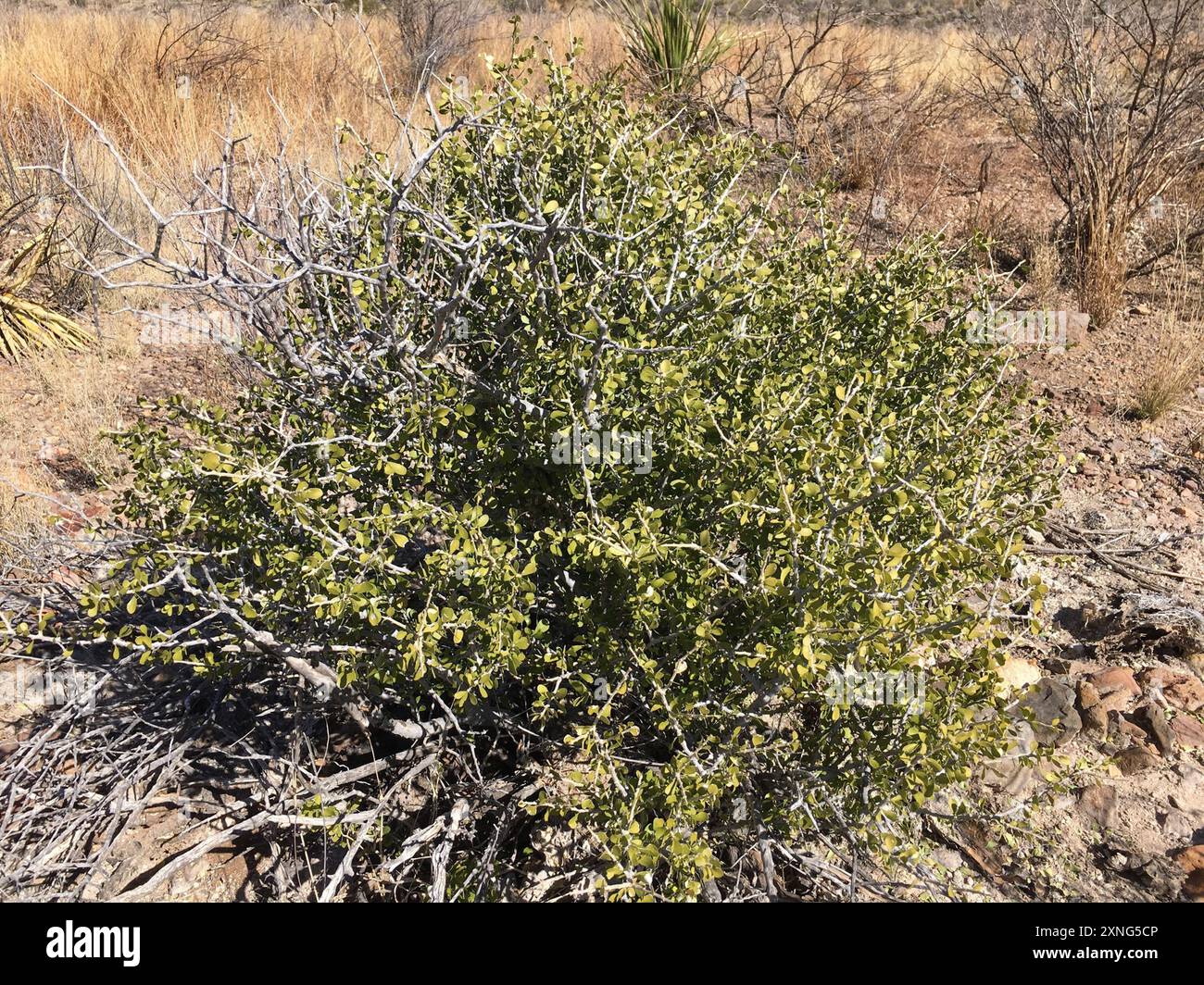 Desert Yaupon (Schaefferia cuneifolia) Plantae Stock Photo - Alamy