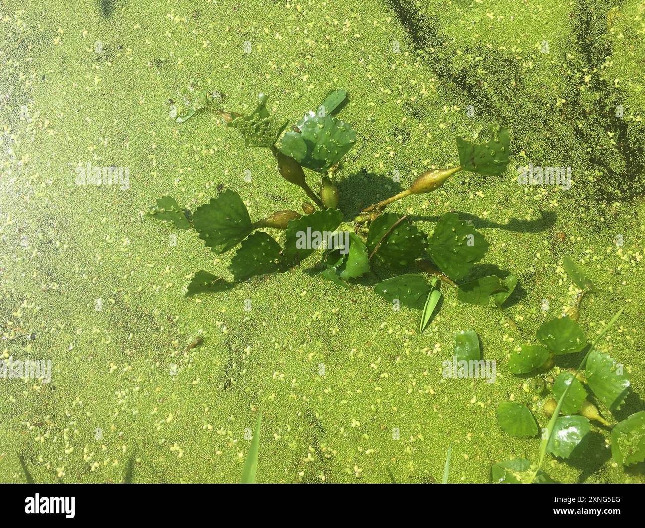 Water caltrop (Trapa natans) Plantae Stock Photo - Alamy
