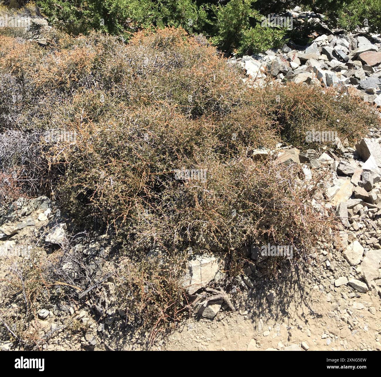 Small-leaf Cream Bush (Holodiscus discolor microphyllus) Plantae Stock ...
