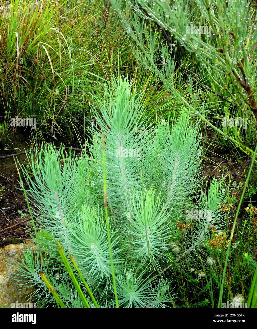 hard pines (Pinus) Plantae Stock Photo - Alamy