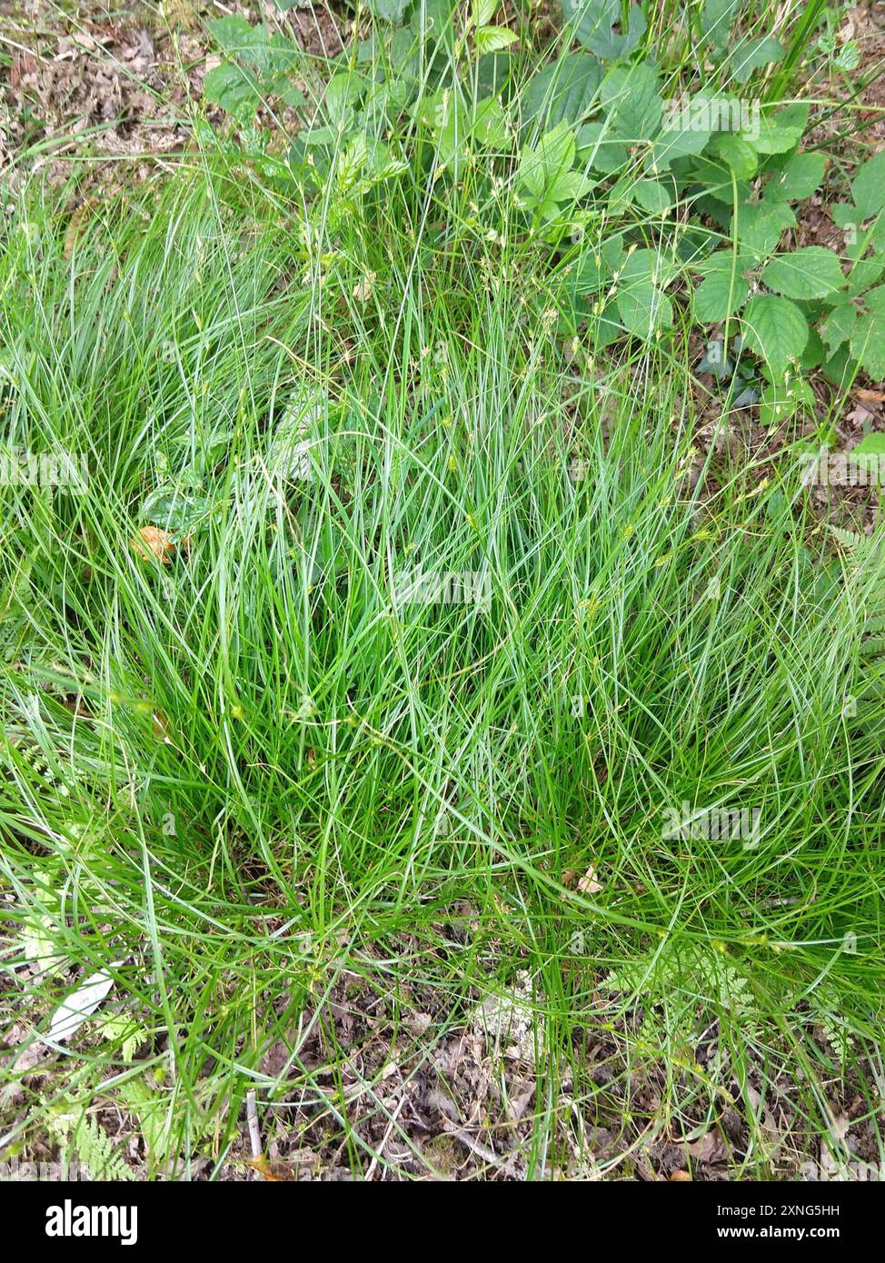 Remote Sedge (Carex remota) Plantae Stock Photo - Alamy