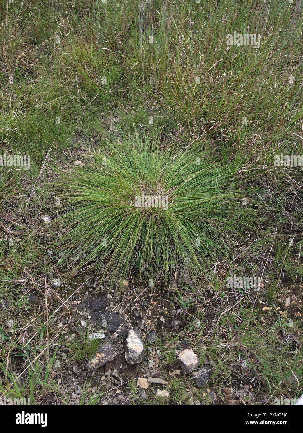 prairie dropseed (Sporobolus heterolepis) Plantae Stock Photo - Alamy