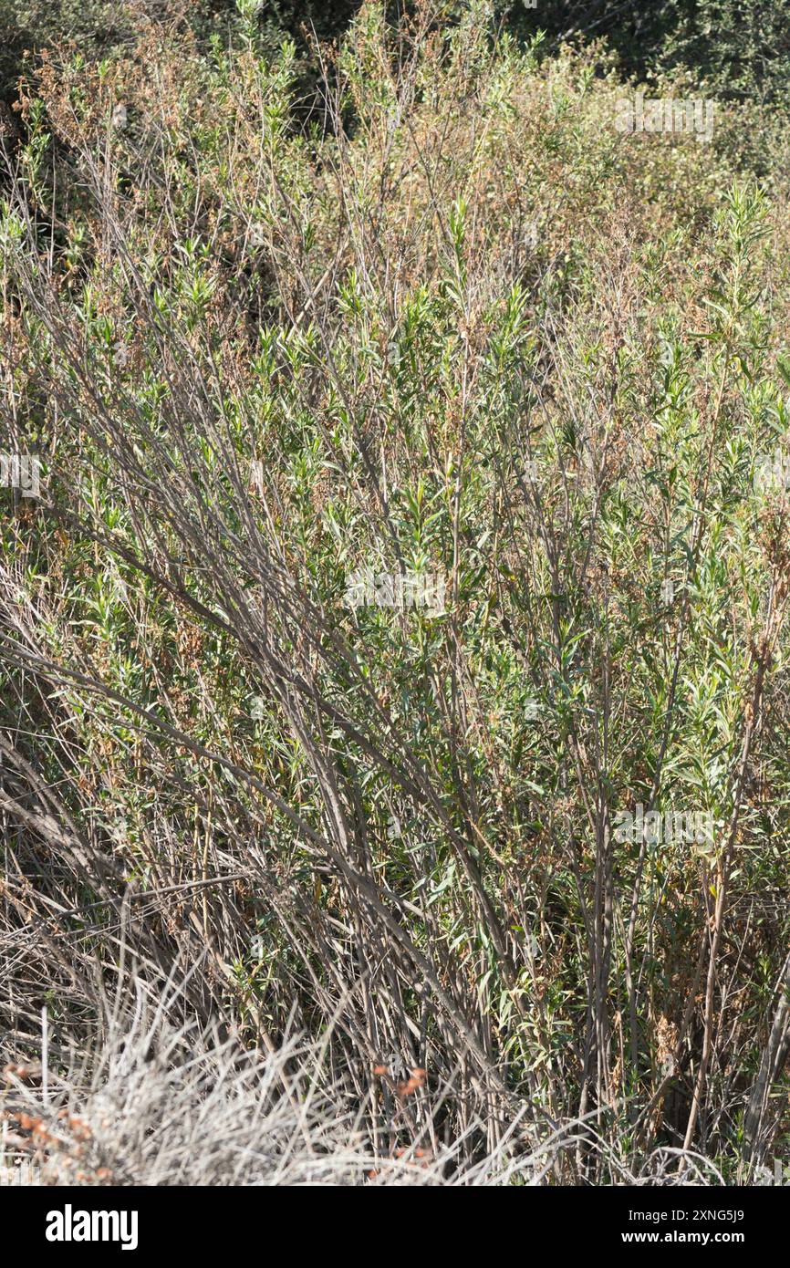 mule fat (Baccharis salicifolia) Plantae Stock Photo - Alamy