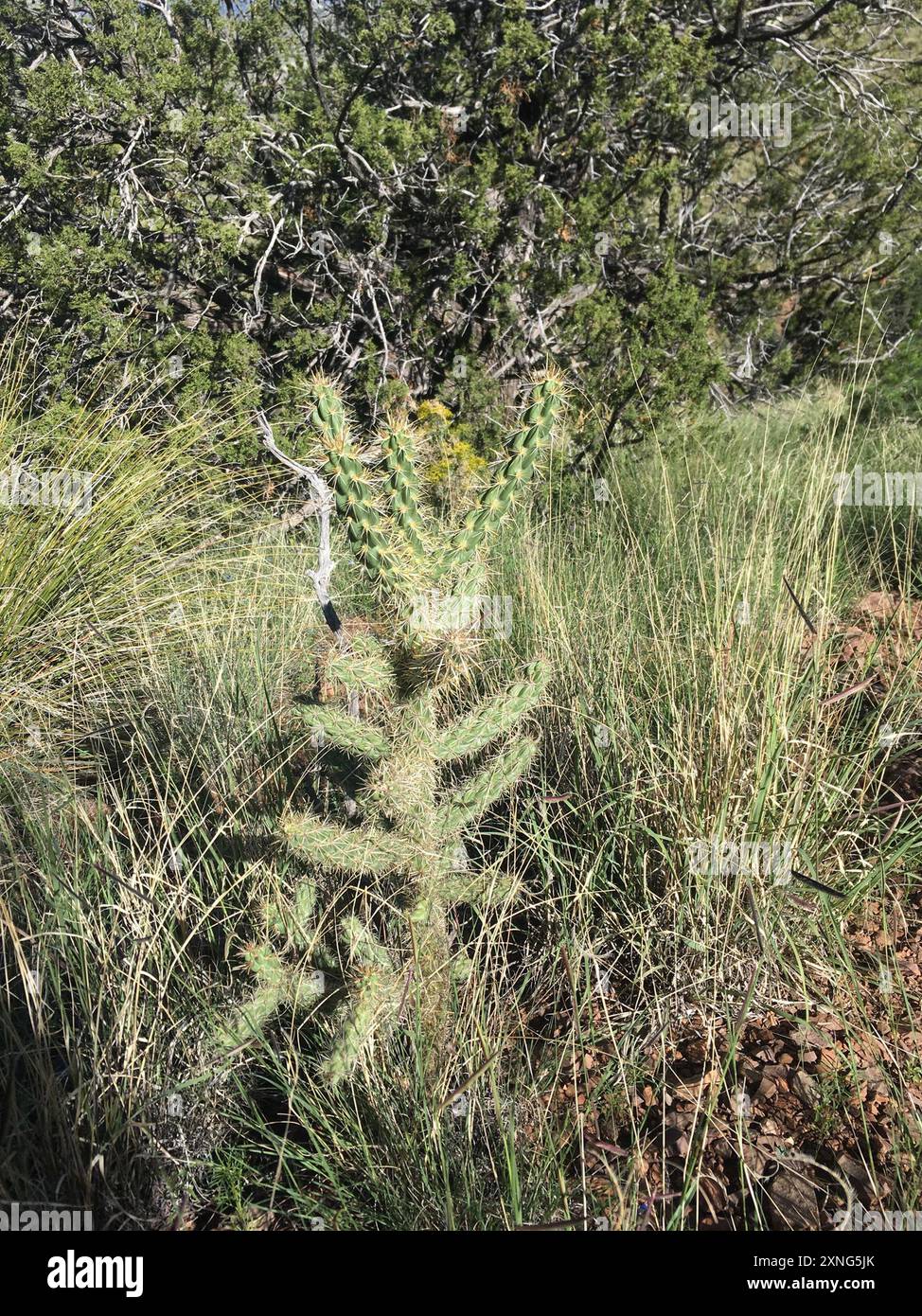 tree cholla (Cylindropuntia imbricata) Plantae Stock Photo - Alamy