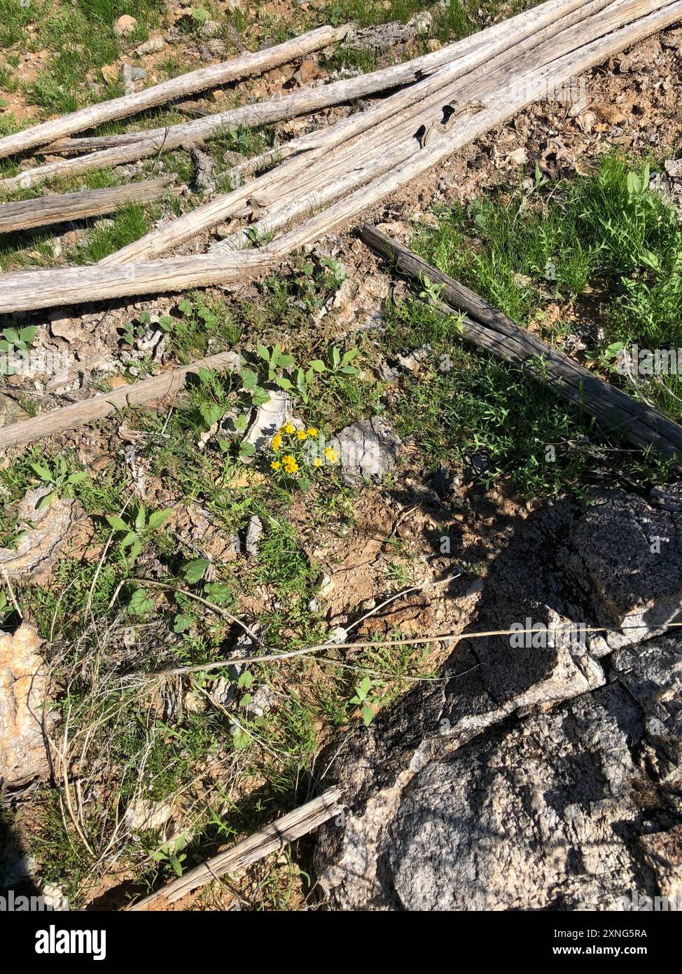 Chinchweed (Pectis papposa) Plantae Stock Photo - Alamy