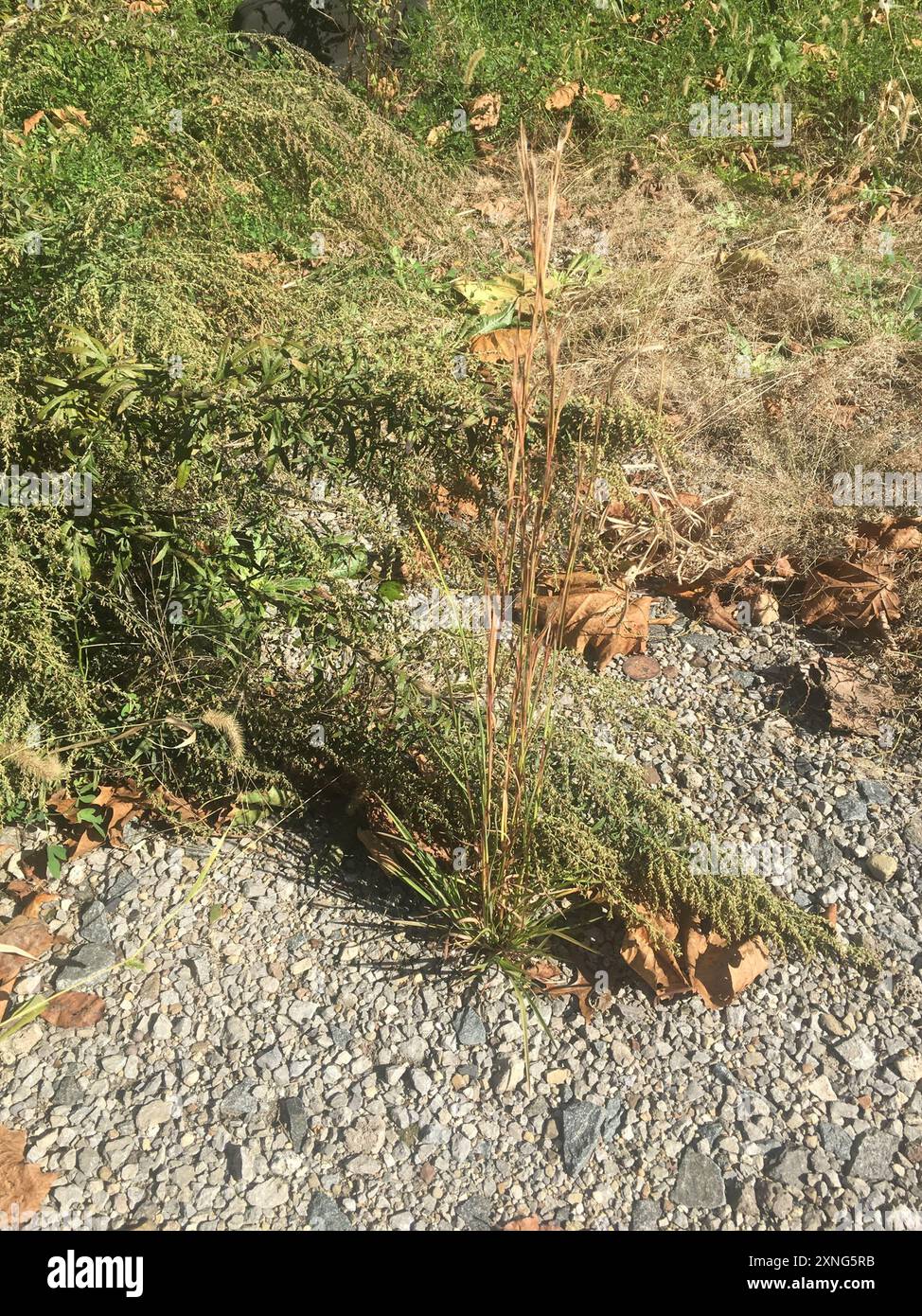 broomsedge bluestem (Andropogon virginicus) Plantae Stock Photo - Alamy