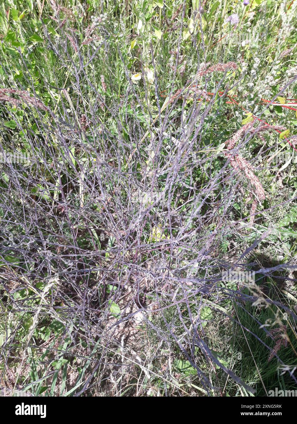 Hedge mustard (Sisymbrium officinale) Plantae Stock Photo - Alamy
