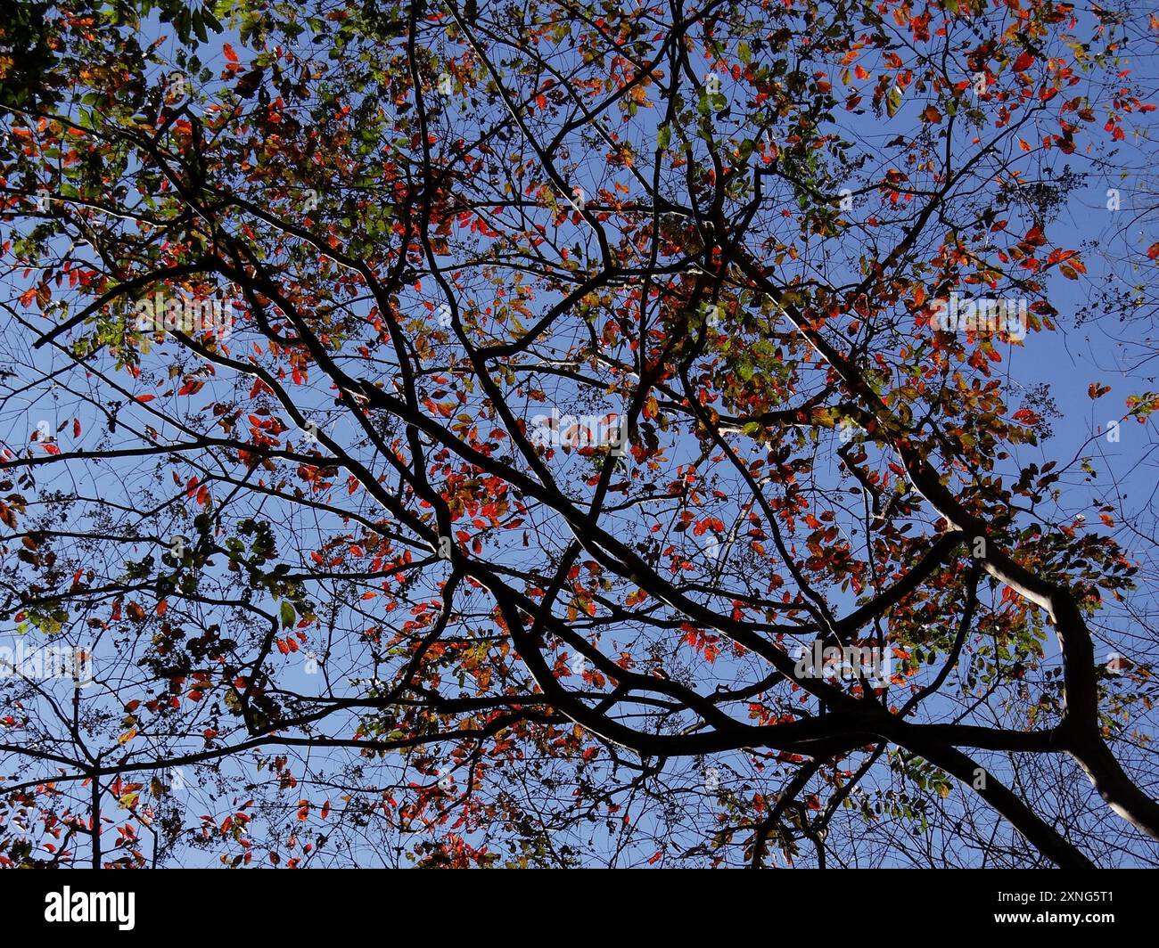 Subcostate Crape Myrtle (Lagerstroemia subcostata) Plantae Stock Photo ...