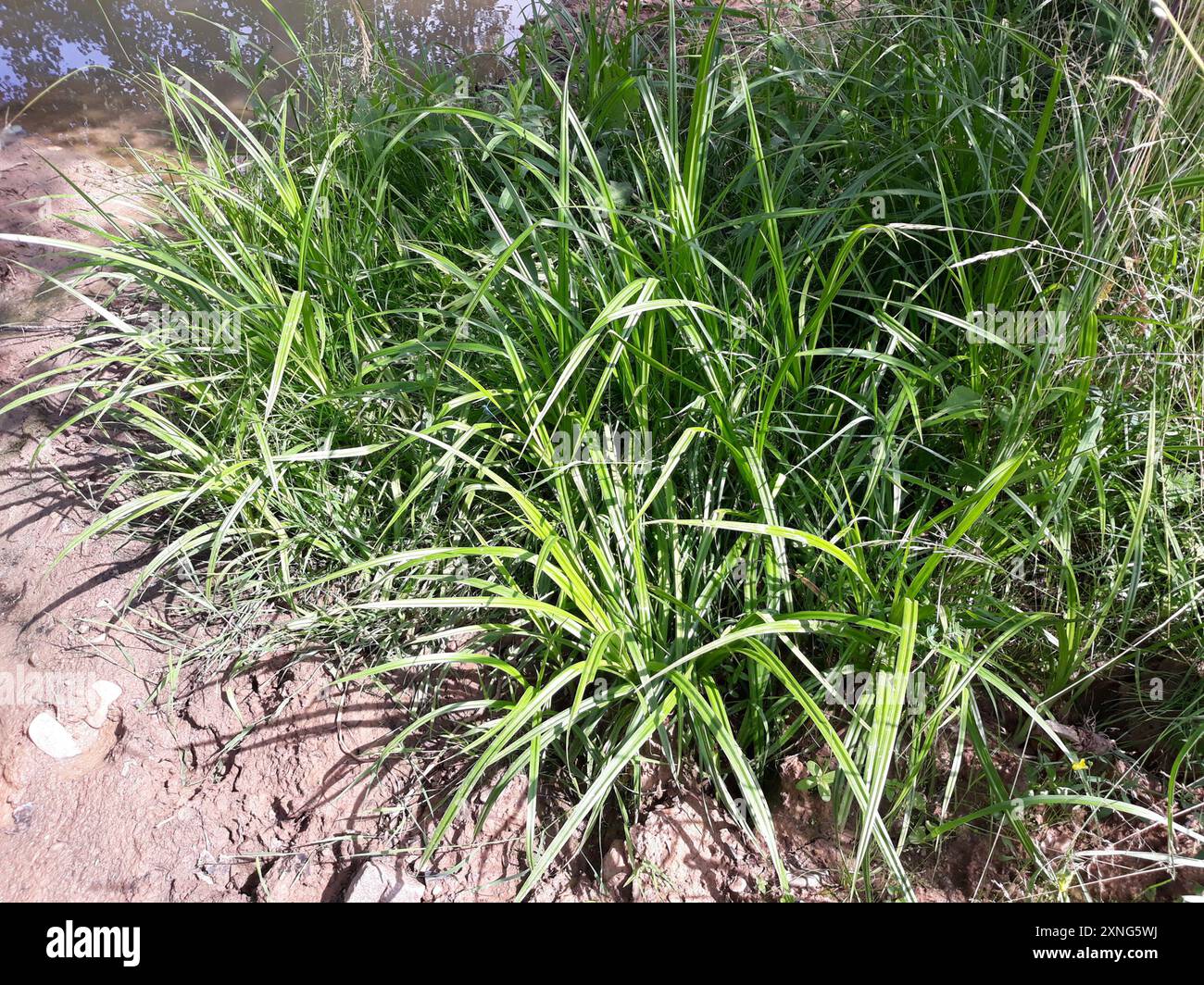 Wood Club-rush (Scirpus sylvaticus) Plantae Stock Photo - Alamy