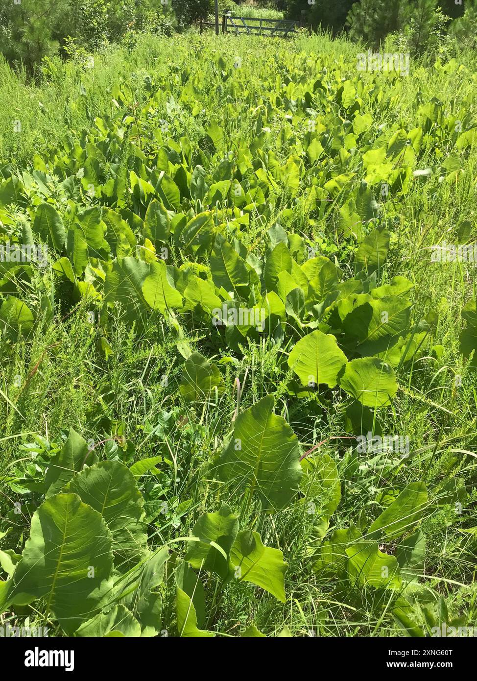 prairie dock (Silphium terebinthinaceum) Plantae Stock Photo - Alamy