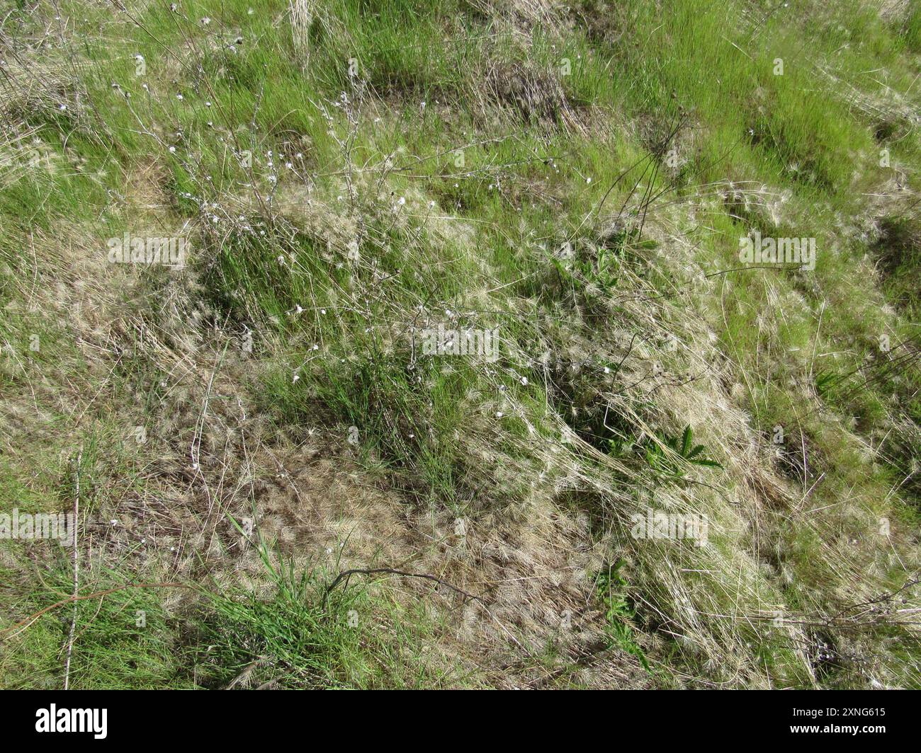medusa head (Taeniatherum caput-medusae) Plantae Stock Photo - Alamy