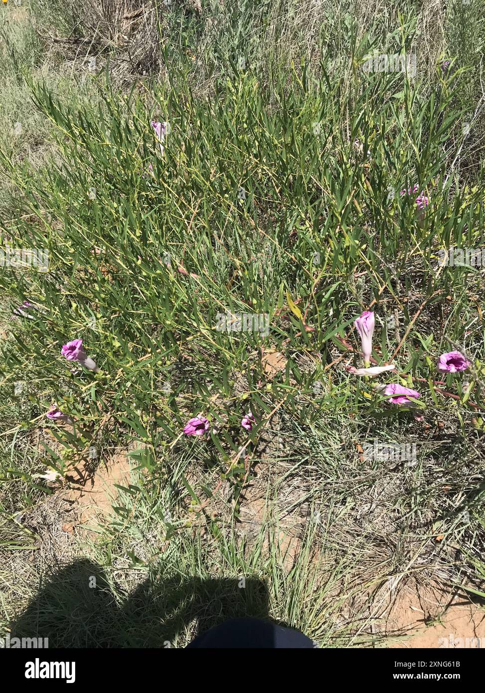 Bush Morning-glory (Ipomoea leptophylla) Plantae Stock Photo - Alamy